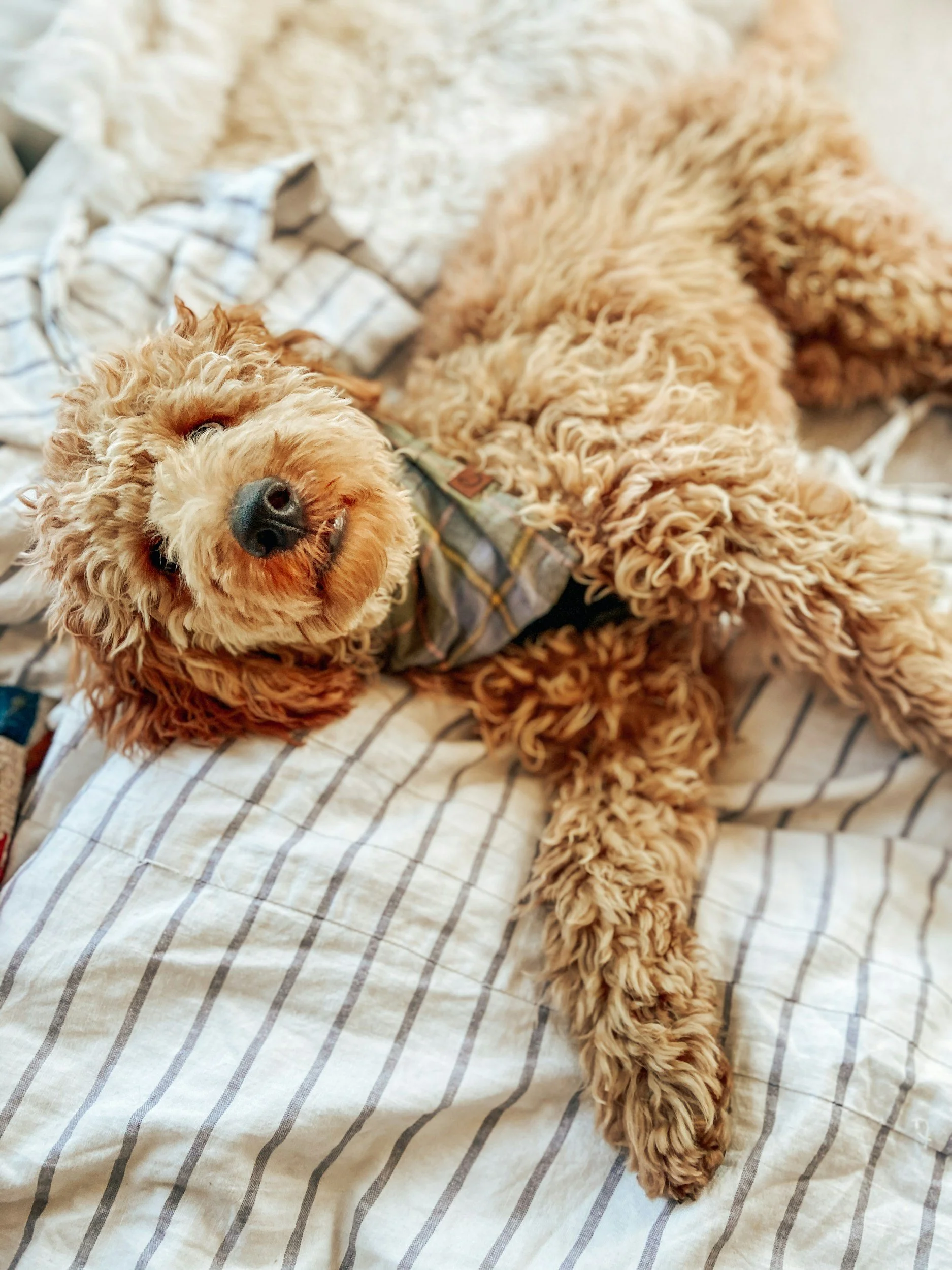 Common Problems with Cockapoos | The Dog's Way