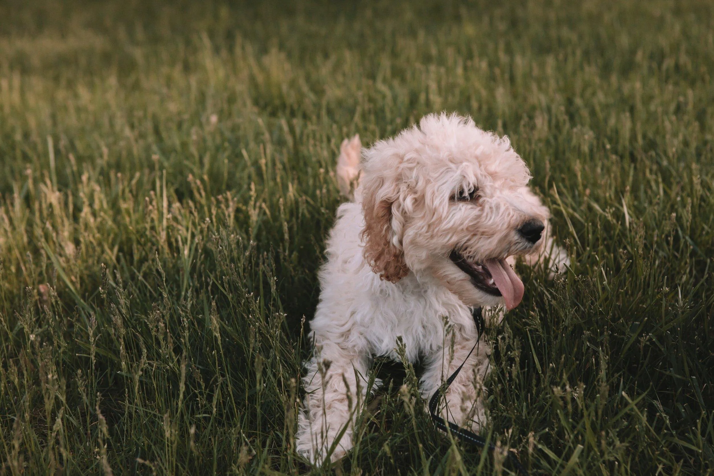 Cockerpoos, Aggression and Resource Guarding - why it’s so common and ...