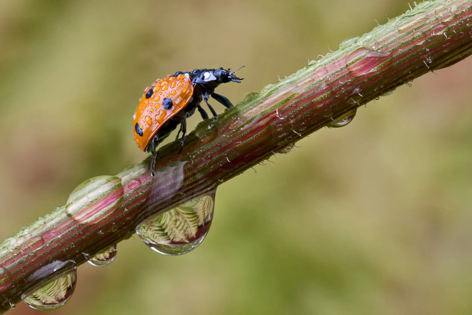 Photography by Stephen Stringer