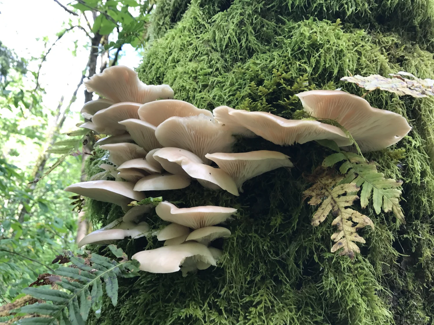 Bloom Natural Healthcare