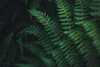 Bloom Natural Healthcare