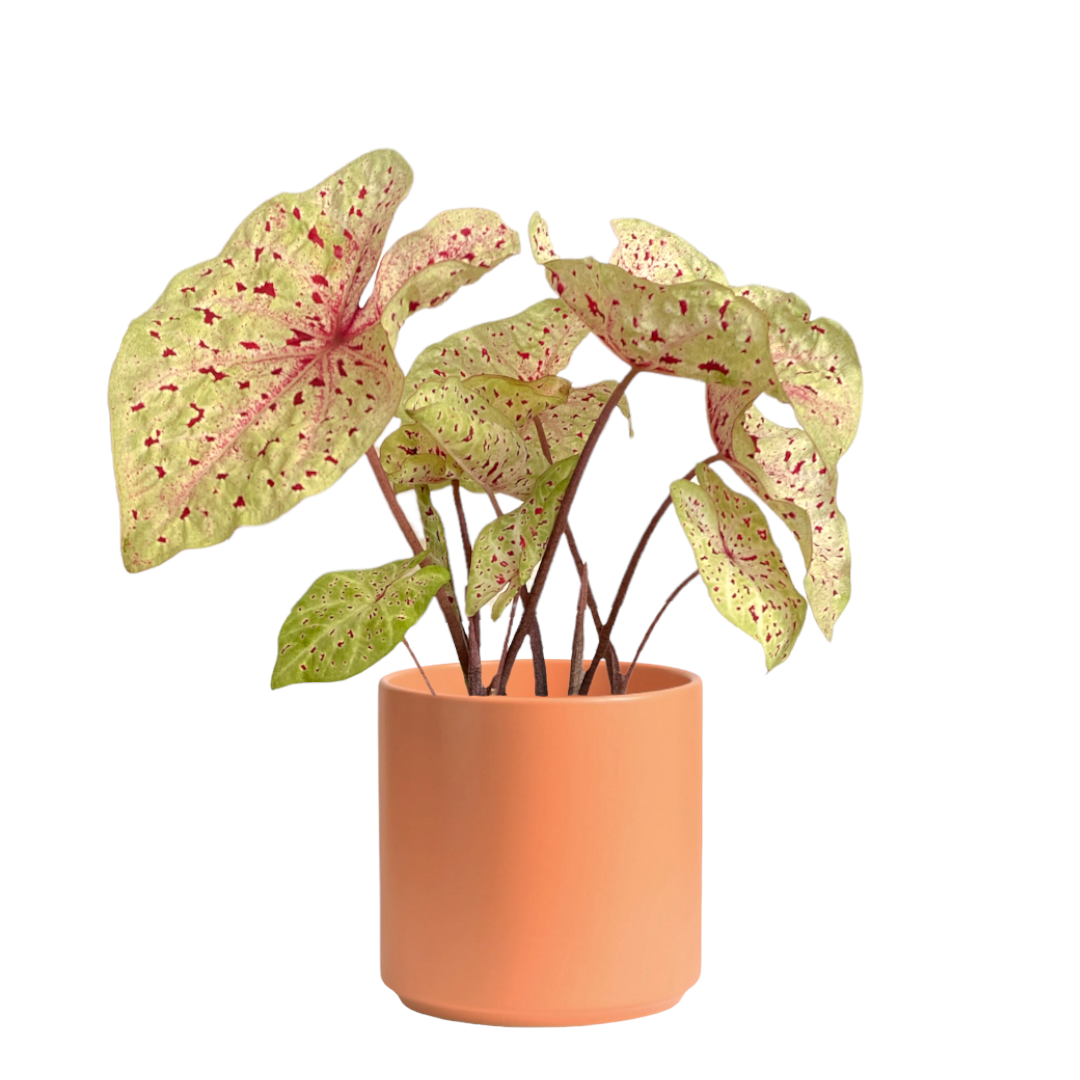 Syngonium Albo Variegata — seedybean