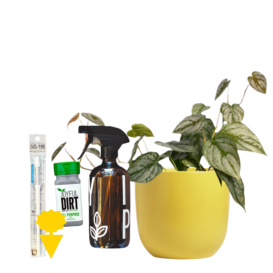 Our Plants — seedybean