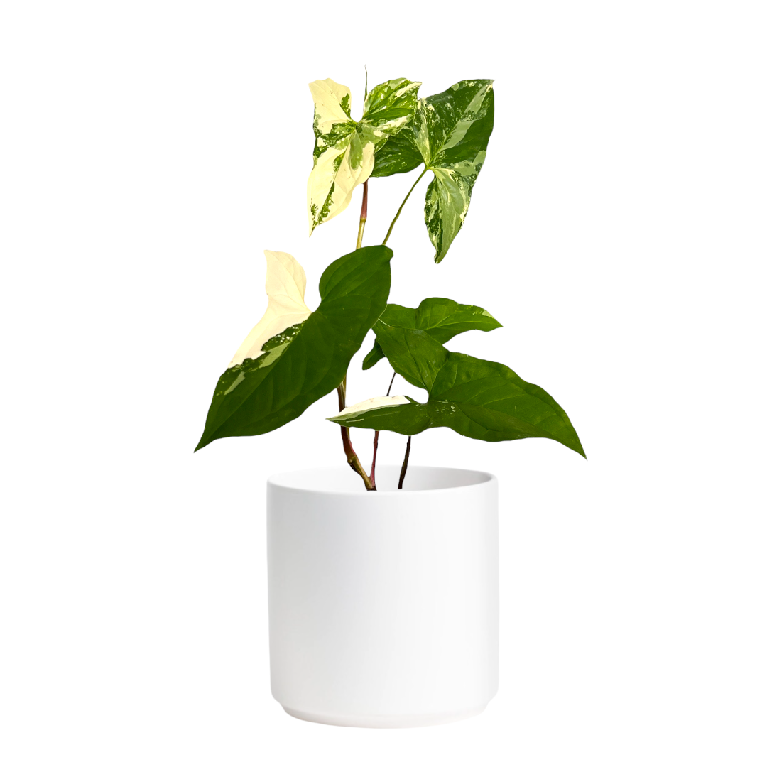 Syngonium Albo Variegata — seedybean