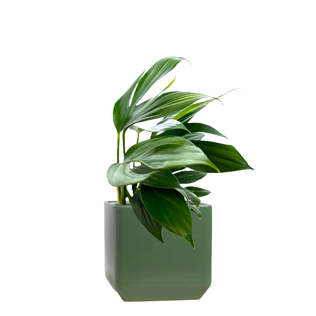 Rhaphidophora Decursiva 'Dragon Tail' — seedybean