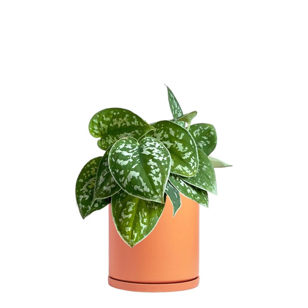 Monstera Adansonii 'Swiss Cheese' — seedybean