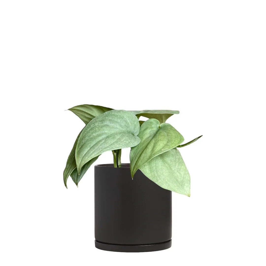 Scindapsus 'Silver Hero' — seedybean