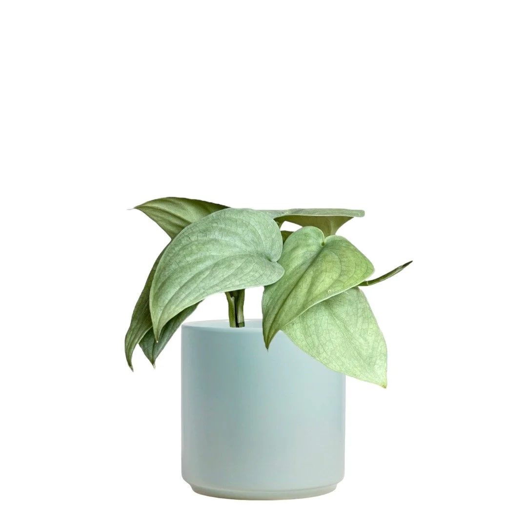 Scindapsus 'Silver Hero' — seedybean