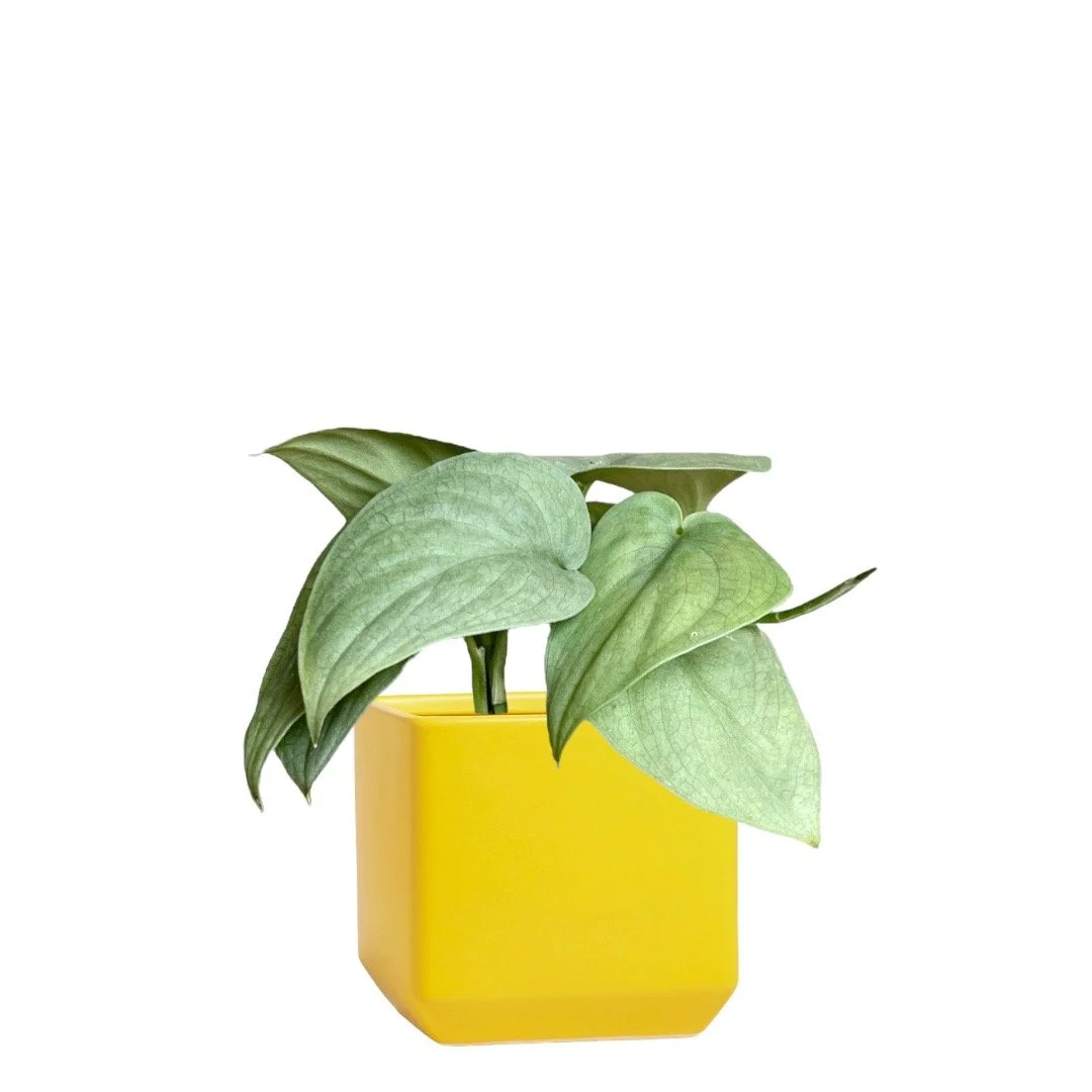 Scindapsus 'Silver Hero' — seedybean