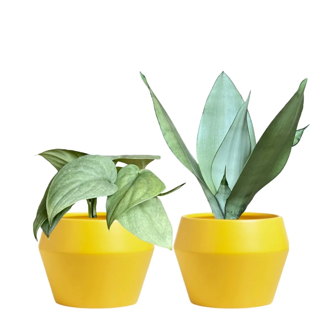Golden Pothos Plant For Sale | seedybean — seedybean