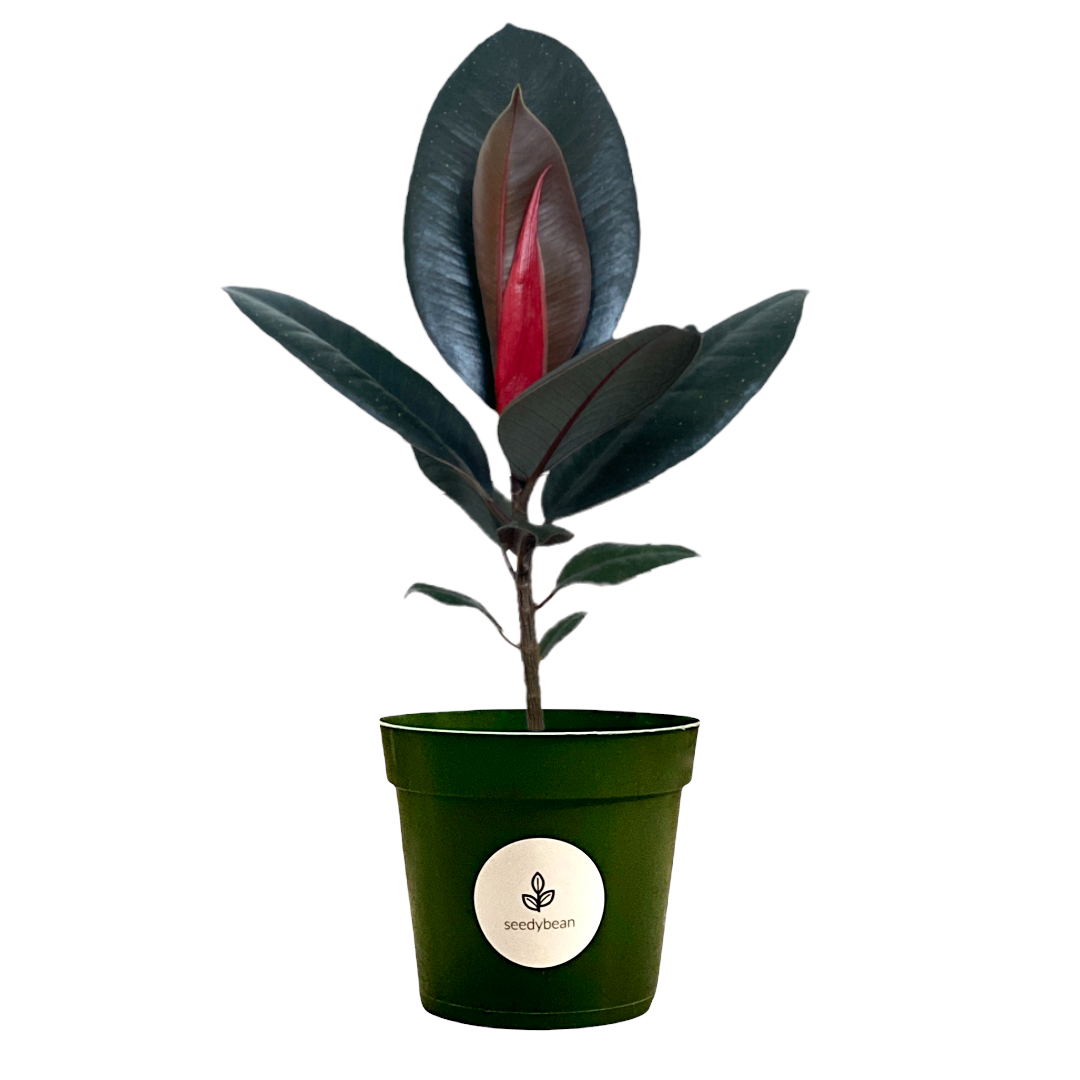 Ficus Burgundy — seedybean