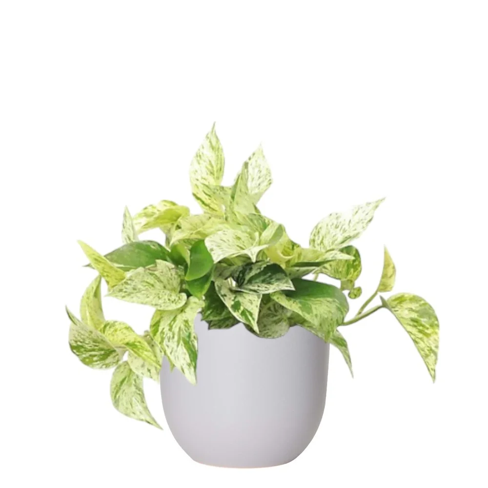 The Pothos Pack — seedybean
