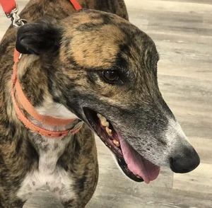 Surgical Tips for Greyhound Owners and their Veterinarians. — VetSurgInfo