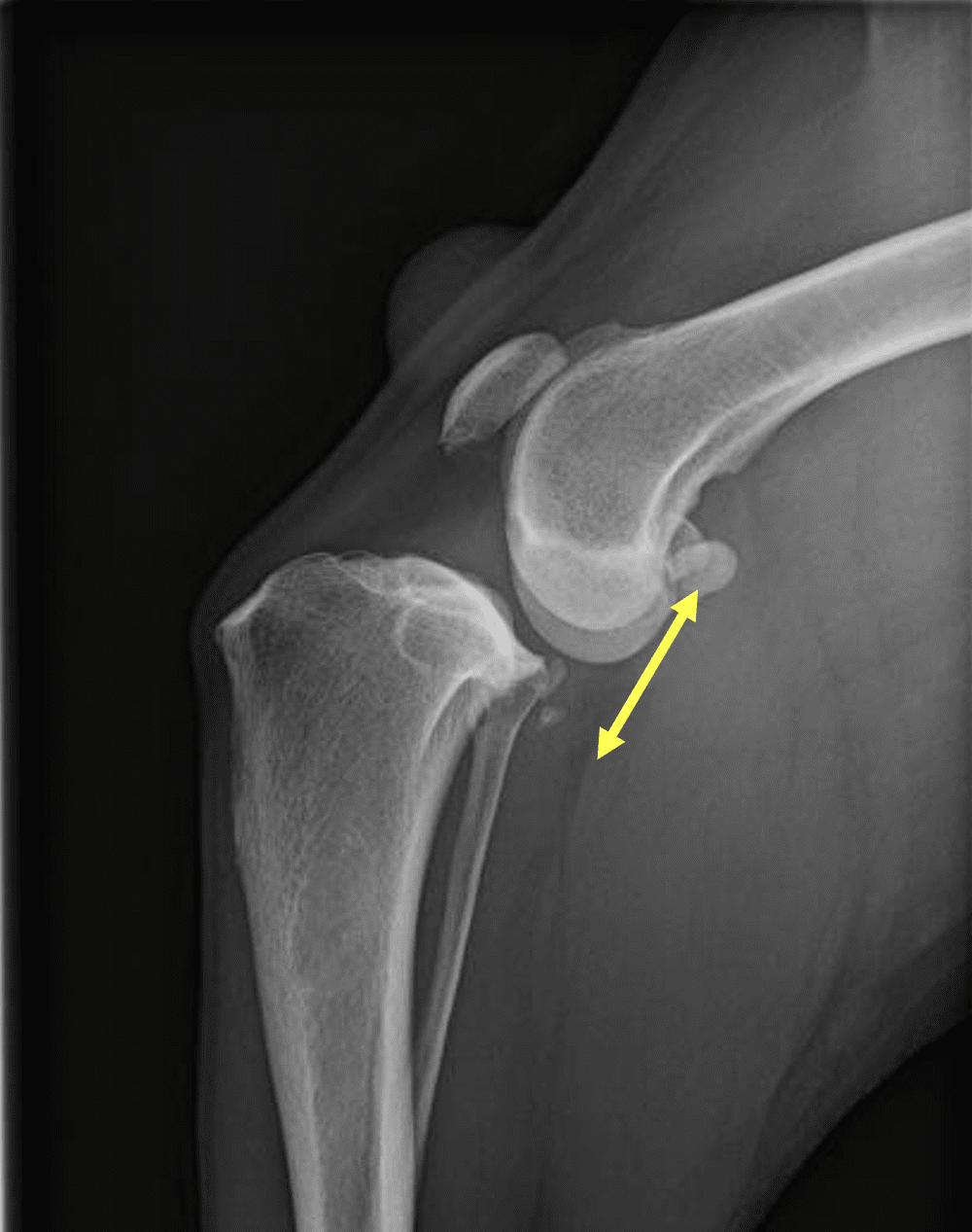 Radiographic Signs of CCL disease — VetSurgInfo
