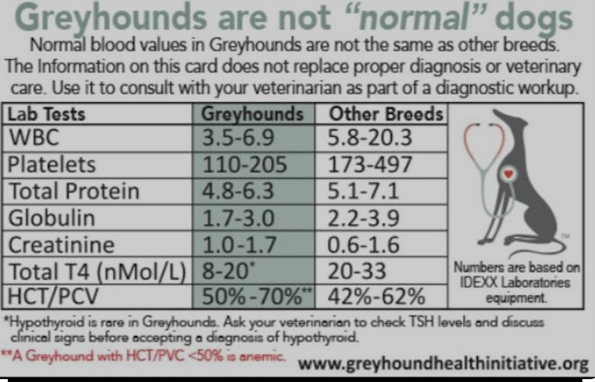 Surgical Tips for Greyhound Owners and their Veterinarians. — VetSurgInfo