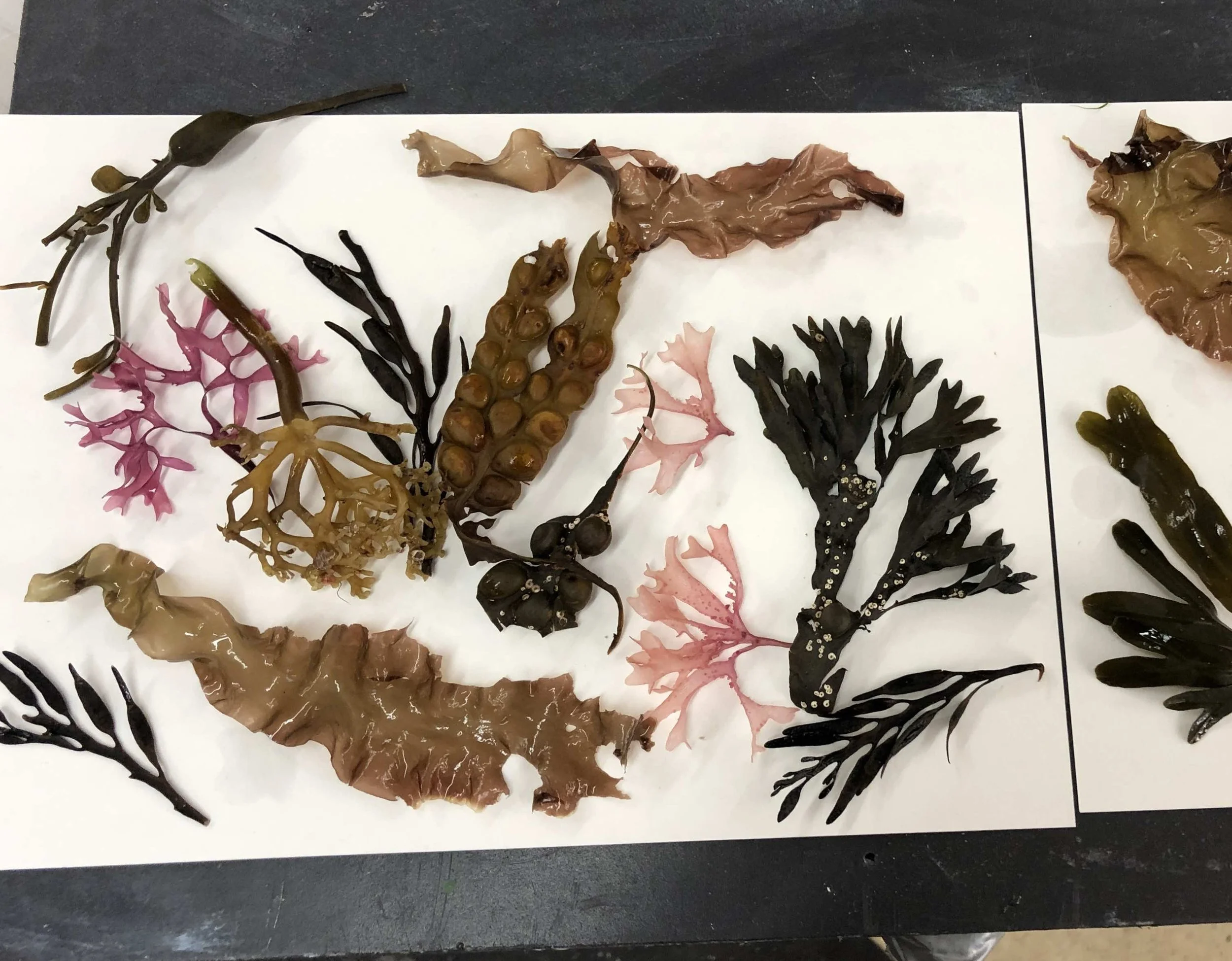 Marine Botanicals Seaweed Pressing 2 Day Workshop — Mulranny Arts
