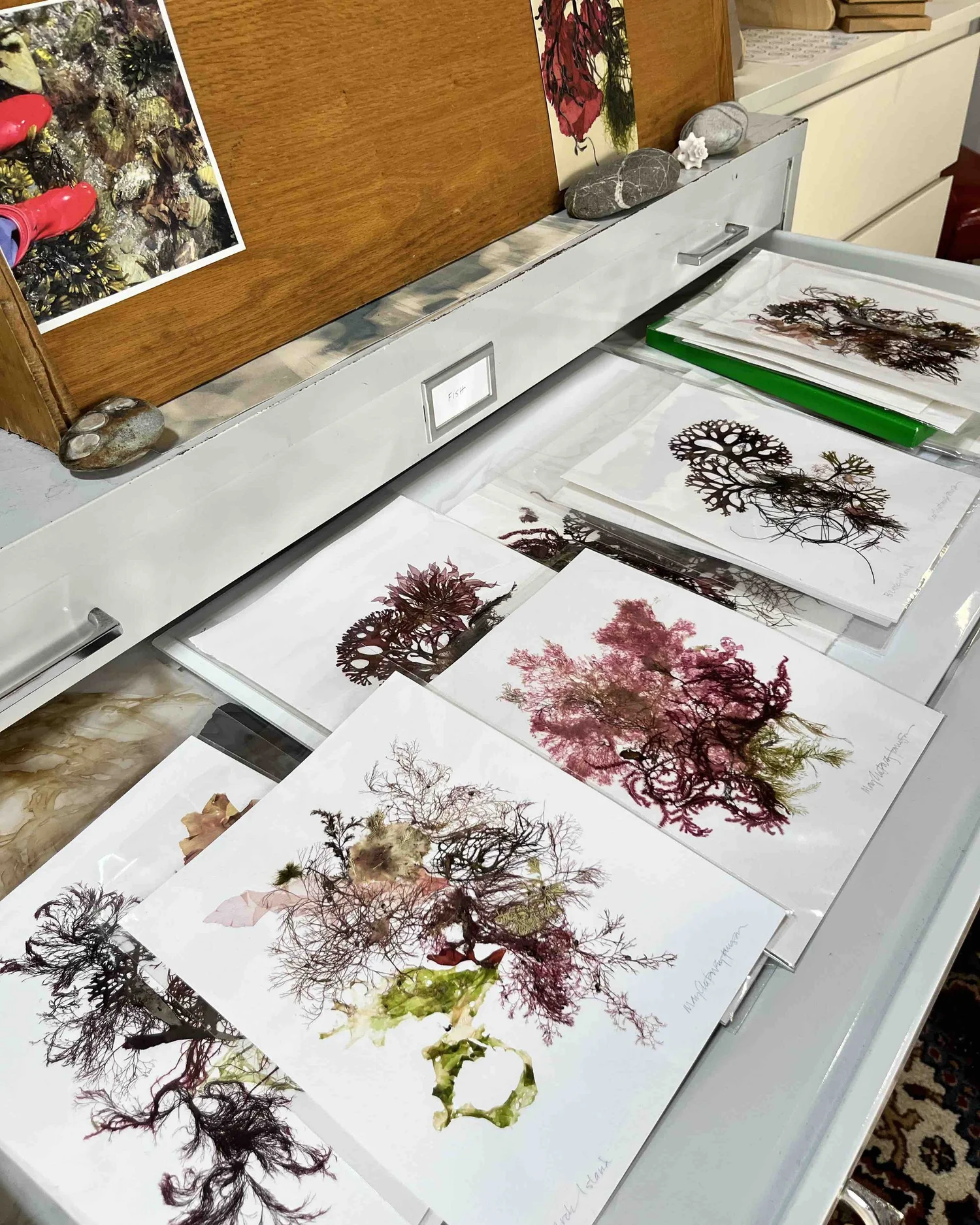 Marine Botanicals Seaweed Pressing 2 Day Workshop — Mulranny Arts