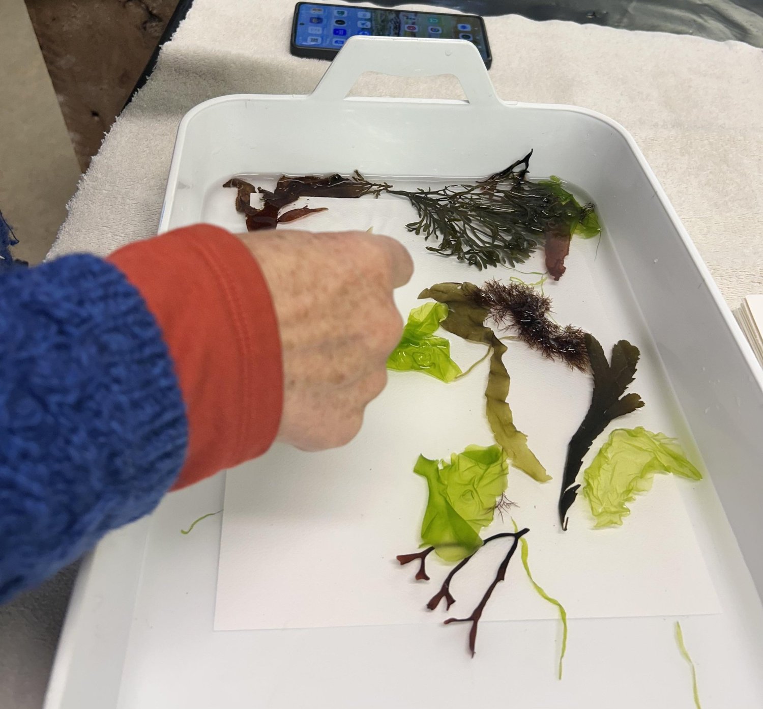 Marine Botanicals Seaweed Pressing 2 Day Workshop — Mulranny Arts