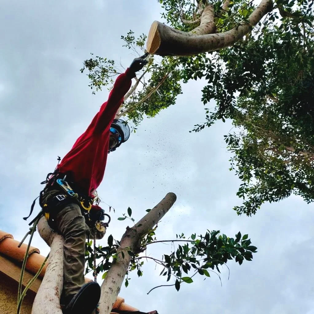 Contact — All American Arborist