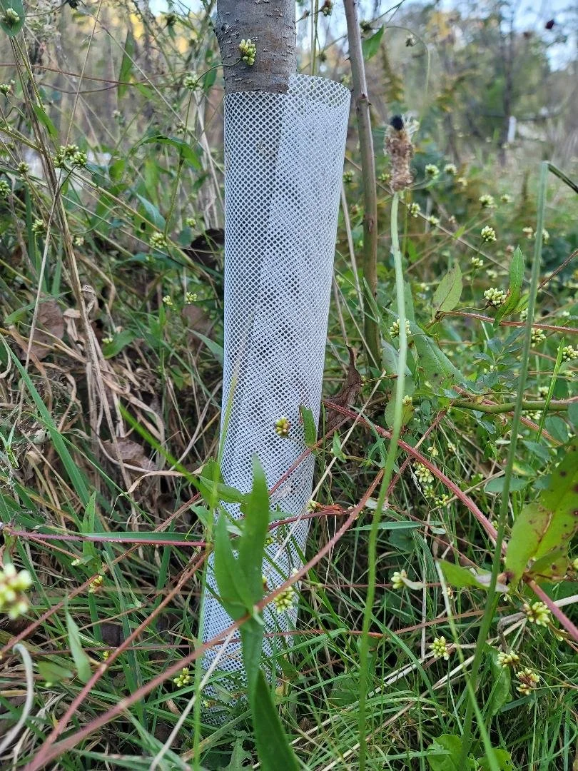 Store 1 — WhitetailCrabs