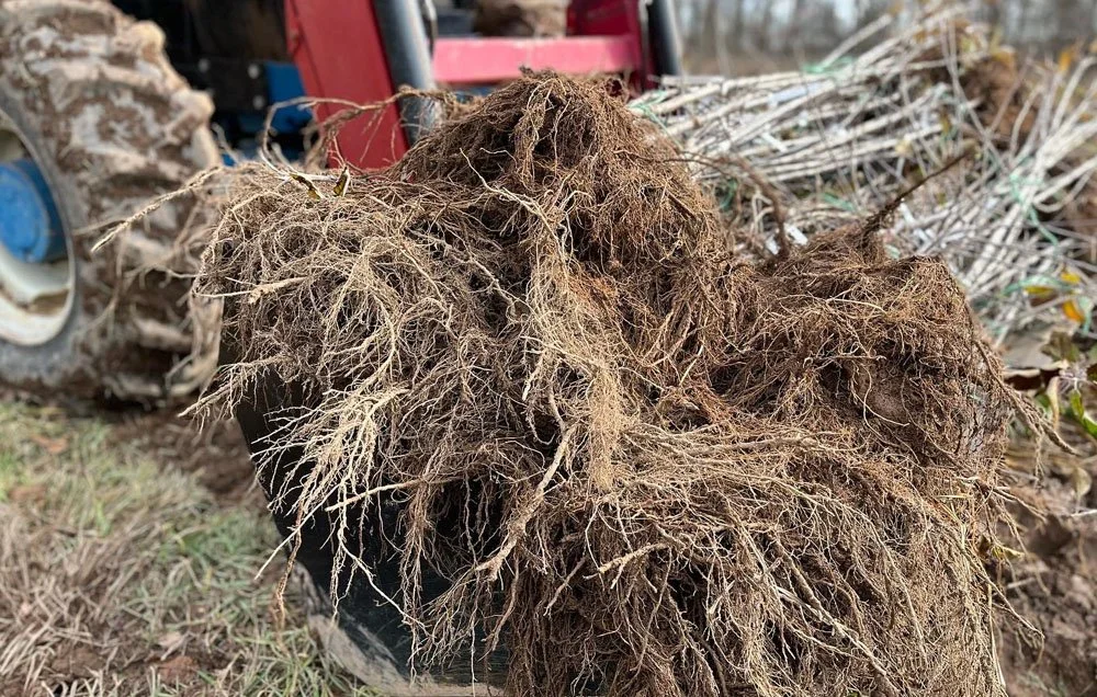 Home — WhitetailCrabs