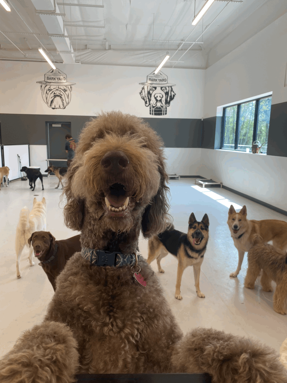 Boarding — Bark Yard