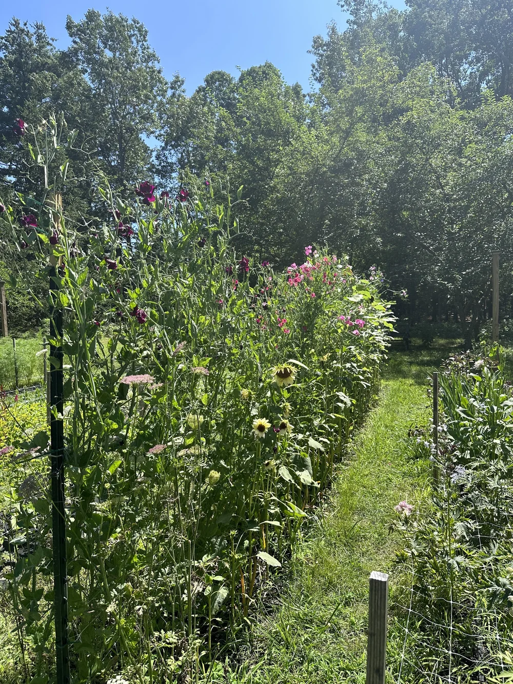 About Catbird Corner Micro Flower Farm — Catbird Corner Flower Stand
