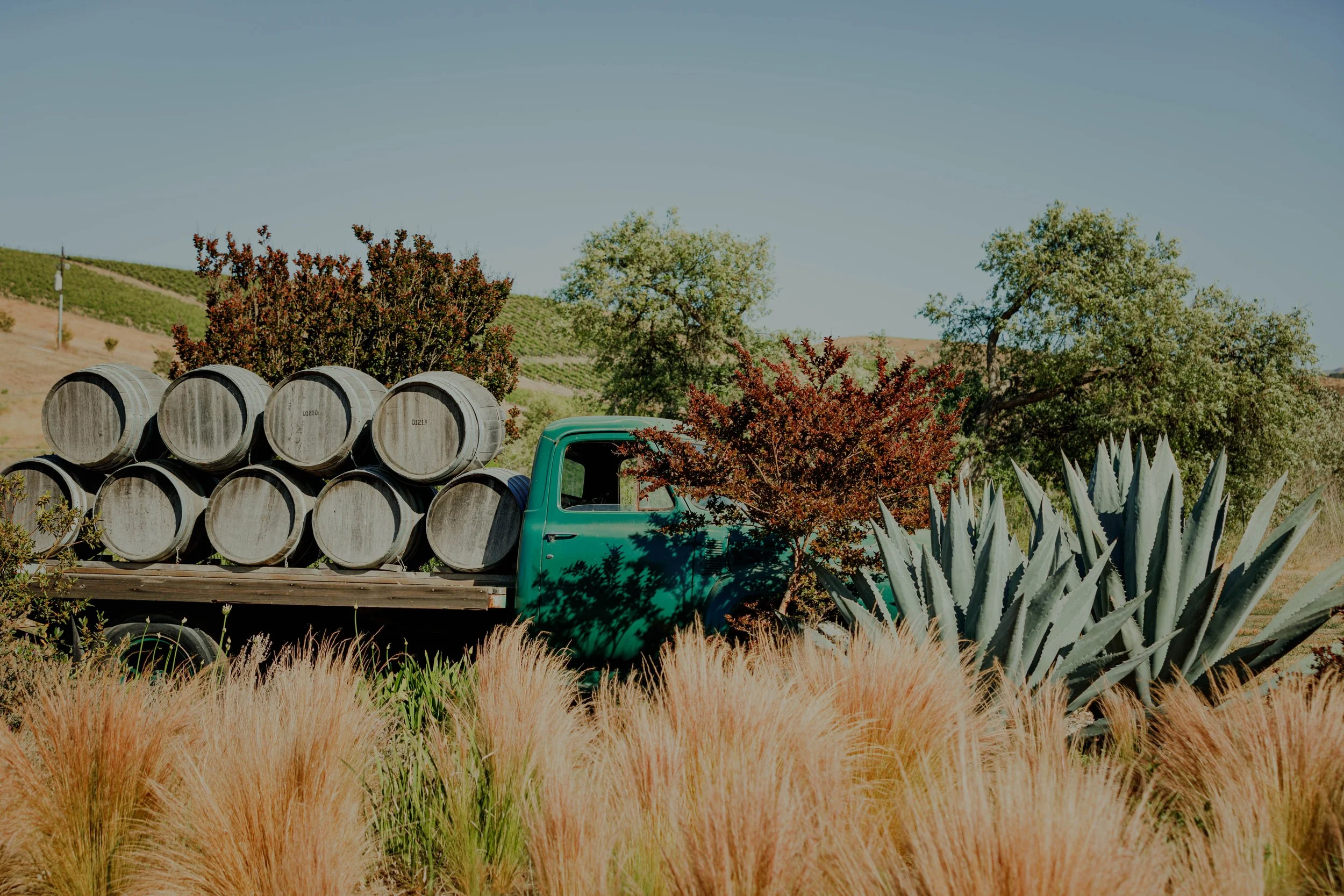 Dierberg Vineyard: A Beacon of Excellence in the Sta. Rita Hills AVA ...