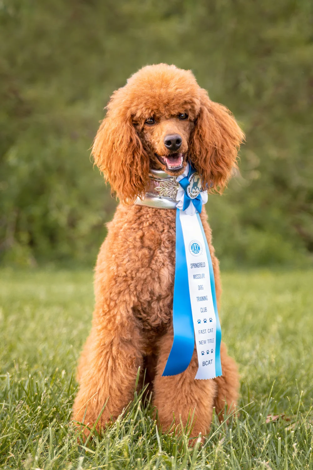 Current Puppies — Evening Stars Poodles