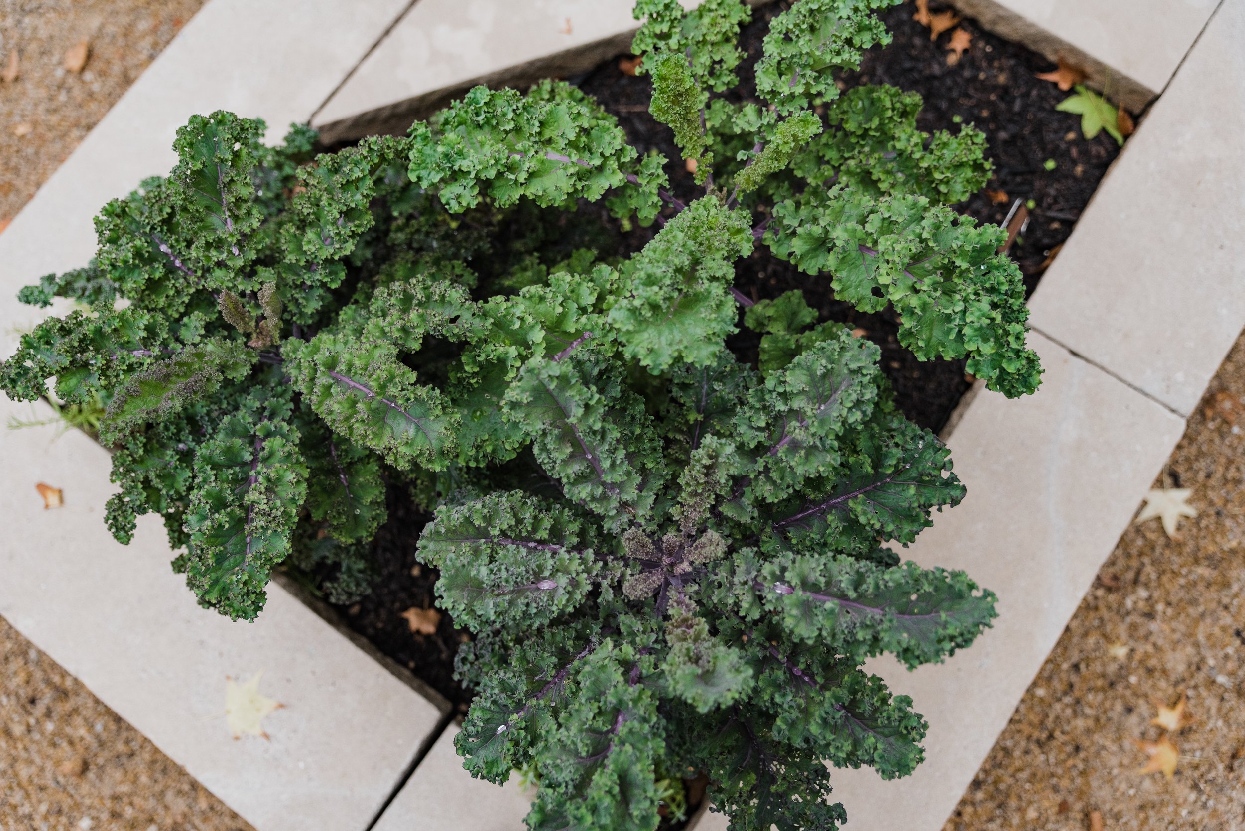 Formal Potager Kitchen Gardens — Seed & Vine