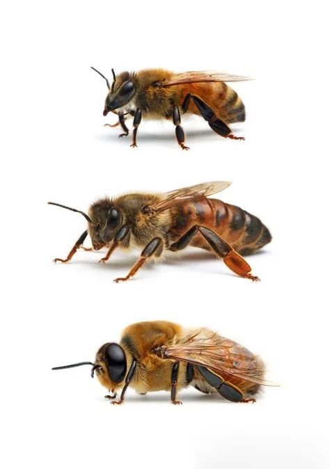 Meet the Hive: A Guide to the Bees Inside — Northern Roots Bee Co.