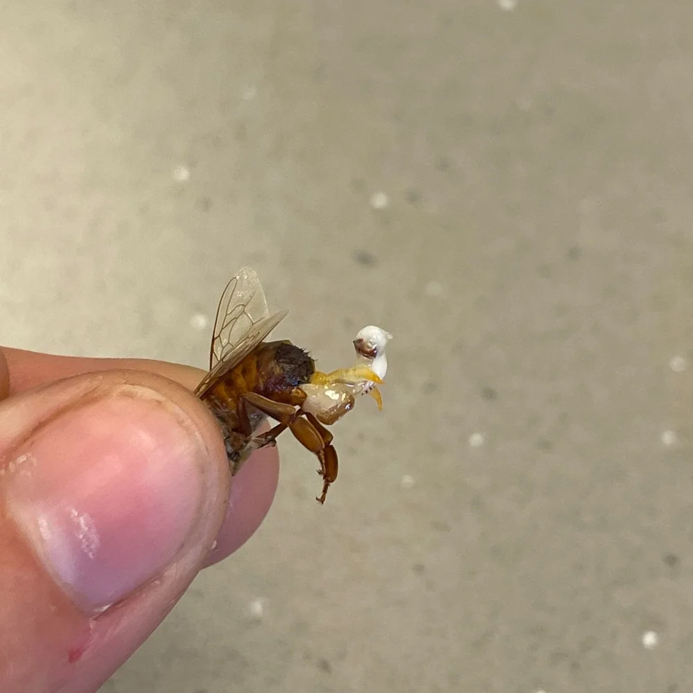 Instrumental Insemination — Northern Roots Bee Co.