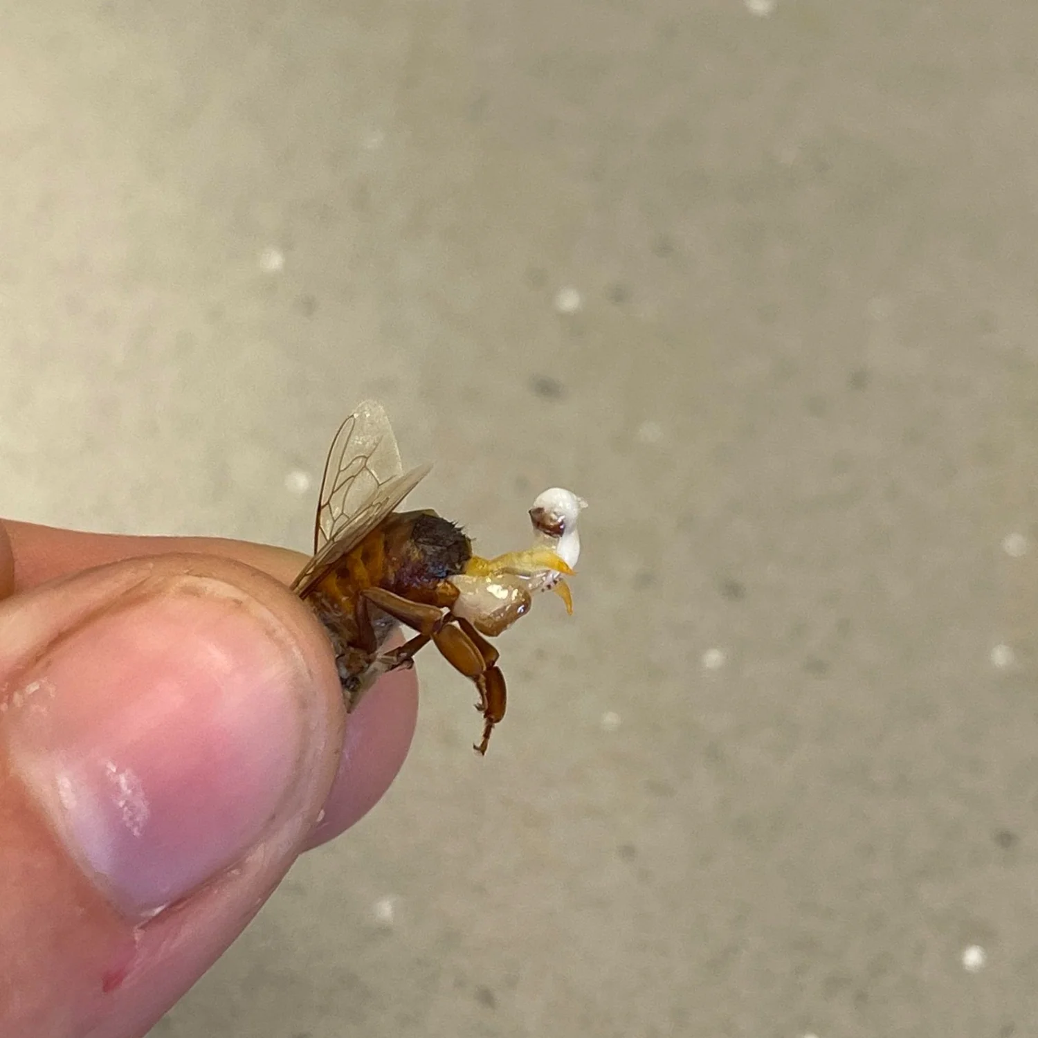 Instrumental Insemination — Northern Roots Bee Co.