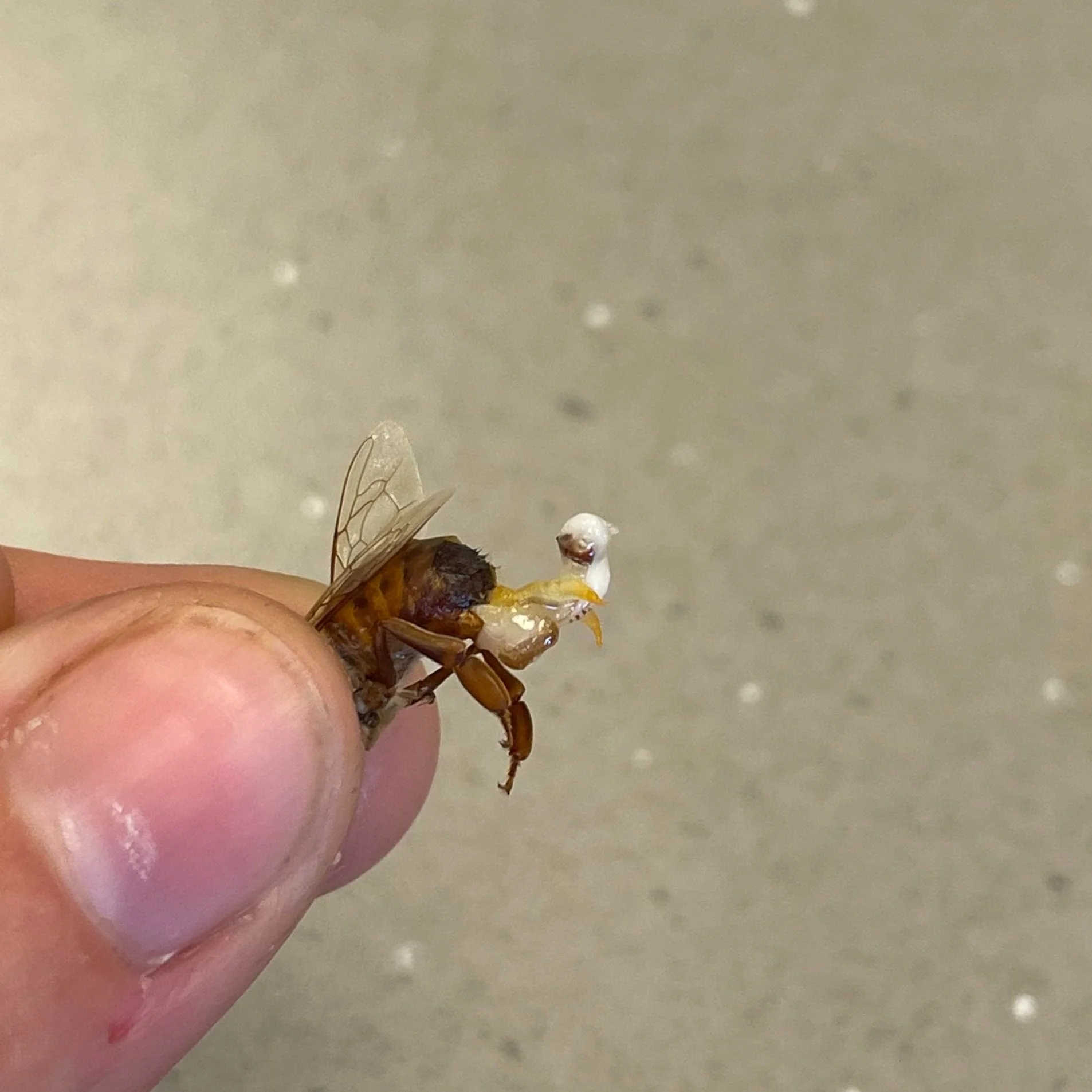 Instrumental Insemination — Northern Roots Bee Co.