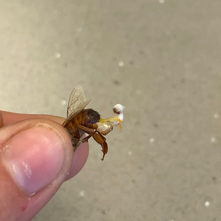 Instrumental Insemination — Northern Roots Bee Co.