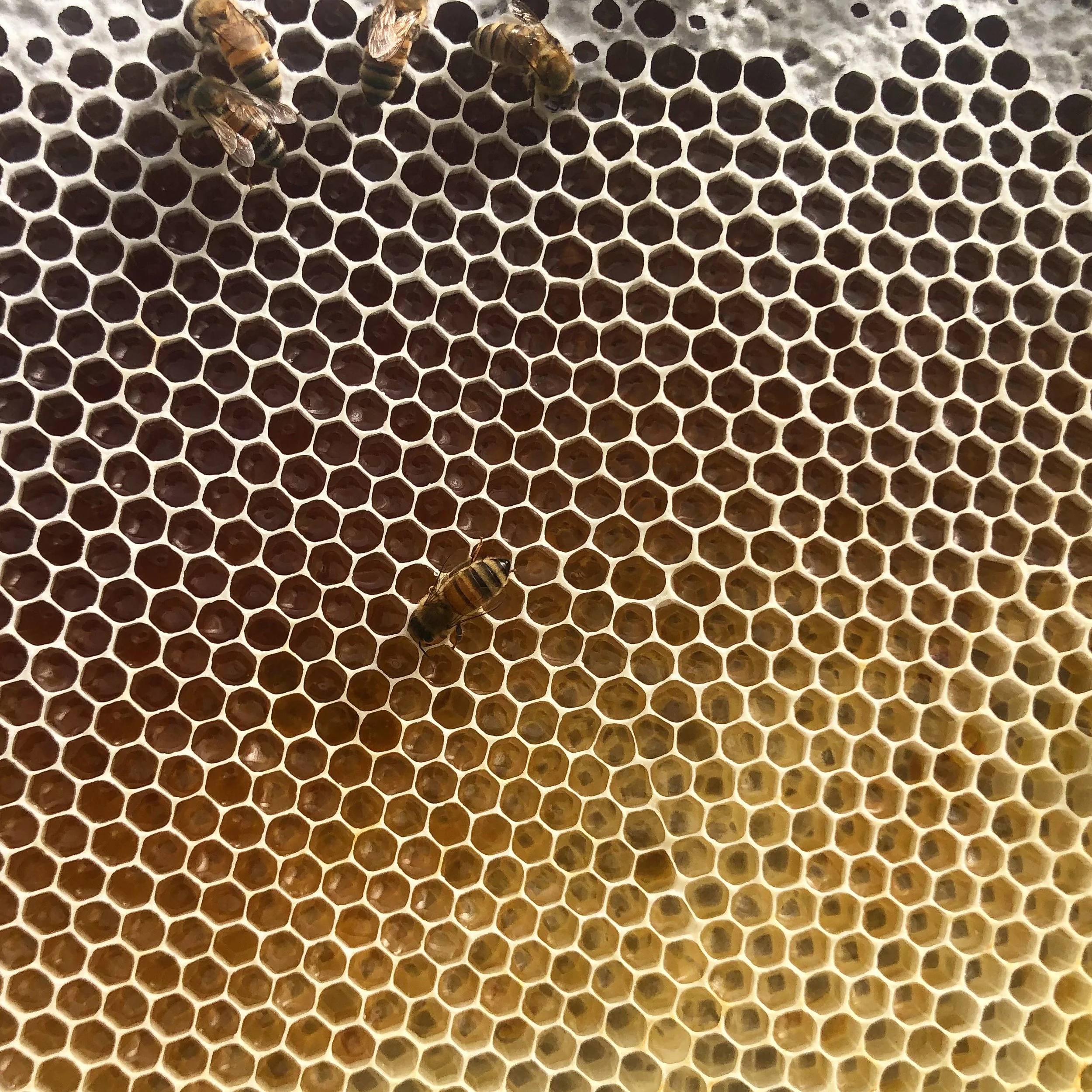 What is a “Nectar Flow”? — Northern Roots Bee Co.