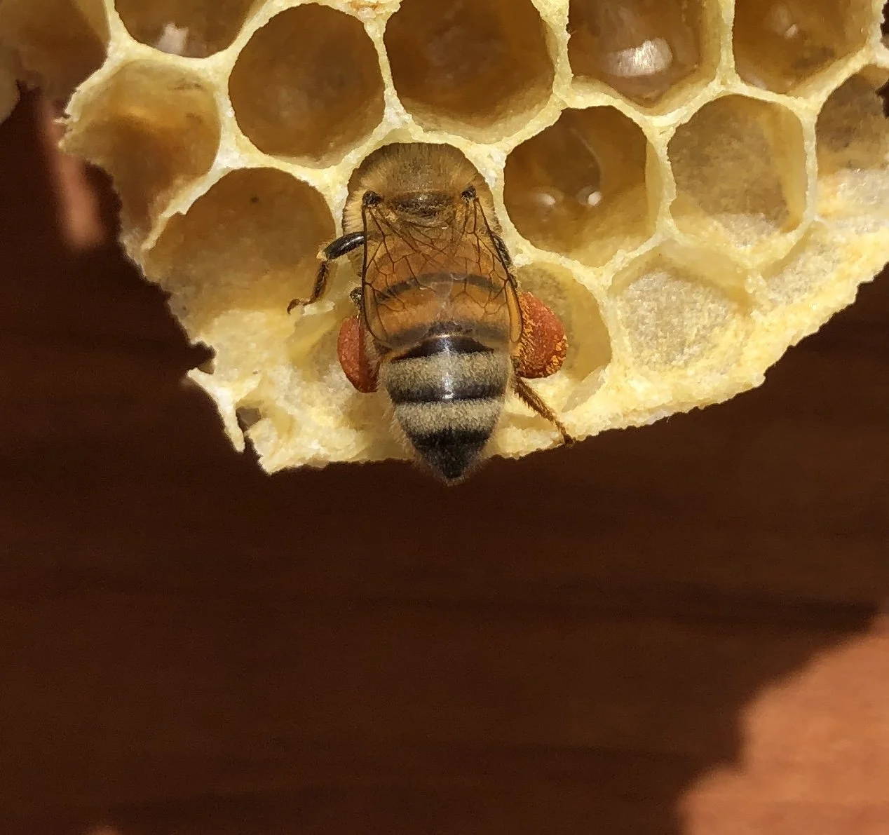How Honey Bees Collect Pollen: A Day in the Life of a Busy Bee ...