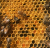 How Honey Bees Collect Pollen: A Day in the Life of a Busy Bee ...