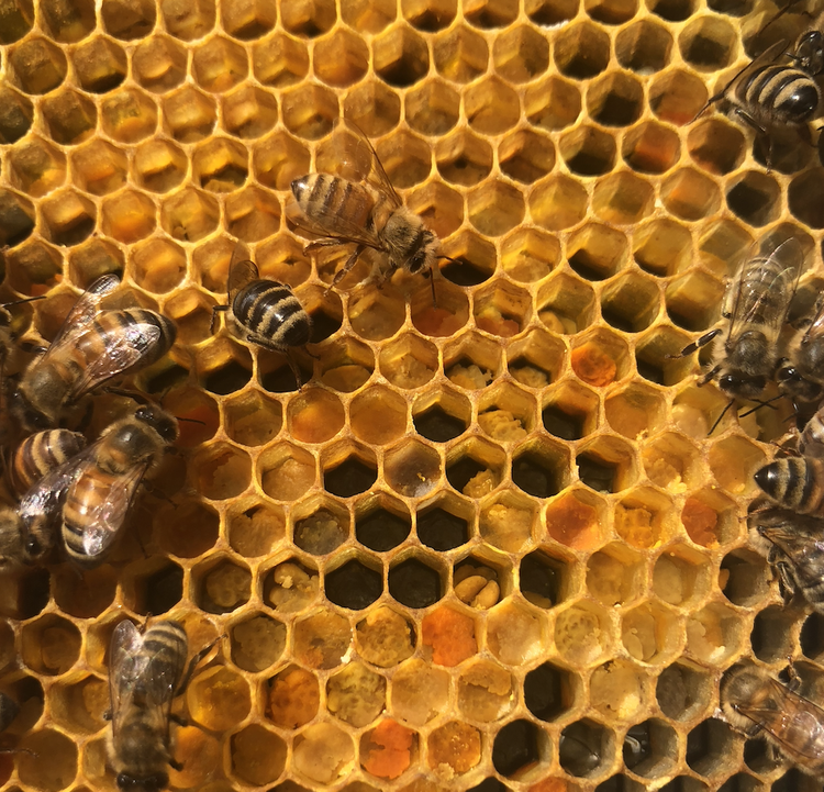 How Honey Bees Collect Pollen: A Day in the Life of a Busy Bee — Northern Roots Bee Co.