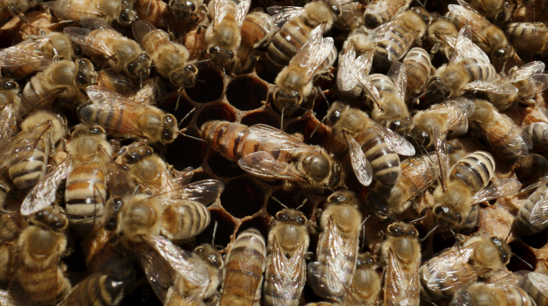 Meet the Hive: A Guide to the Bees Inside — Northern Roots Bee Co.