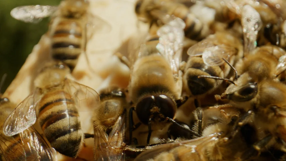 Meet the Hive: Drone Bee — Northern Roots Bee Co.