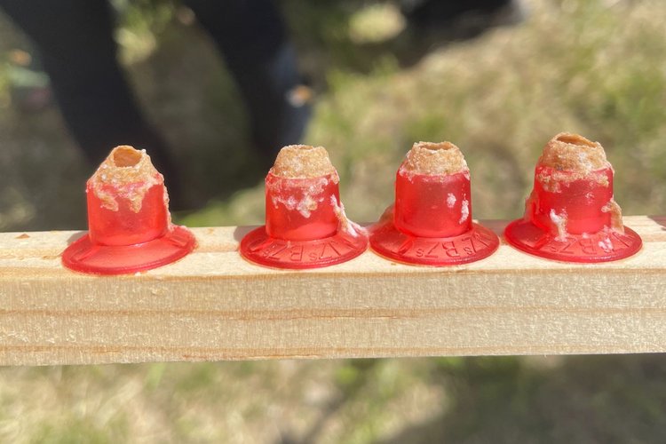 Grafting Queen Bees: A Guide for Beekeepers — Northern Roots Bee Co.