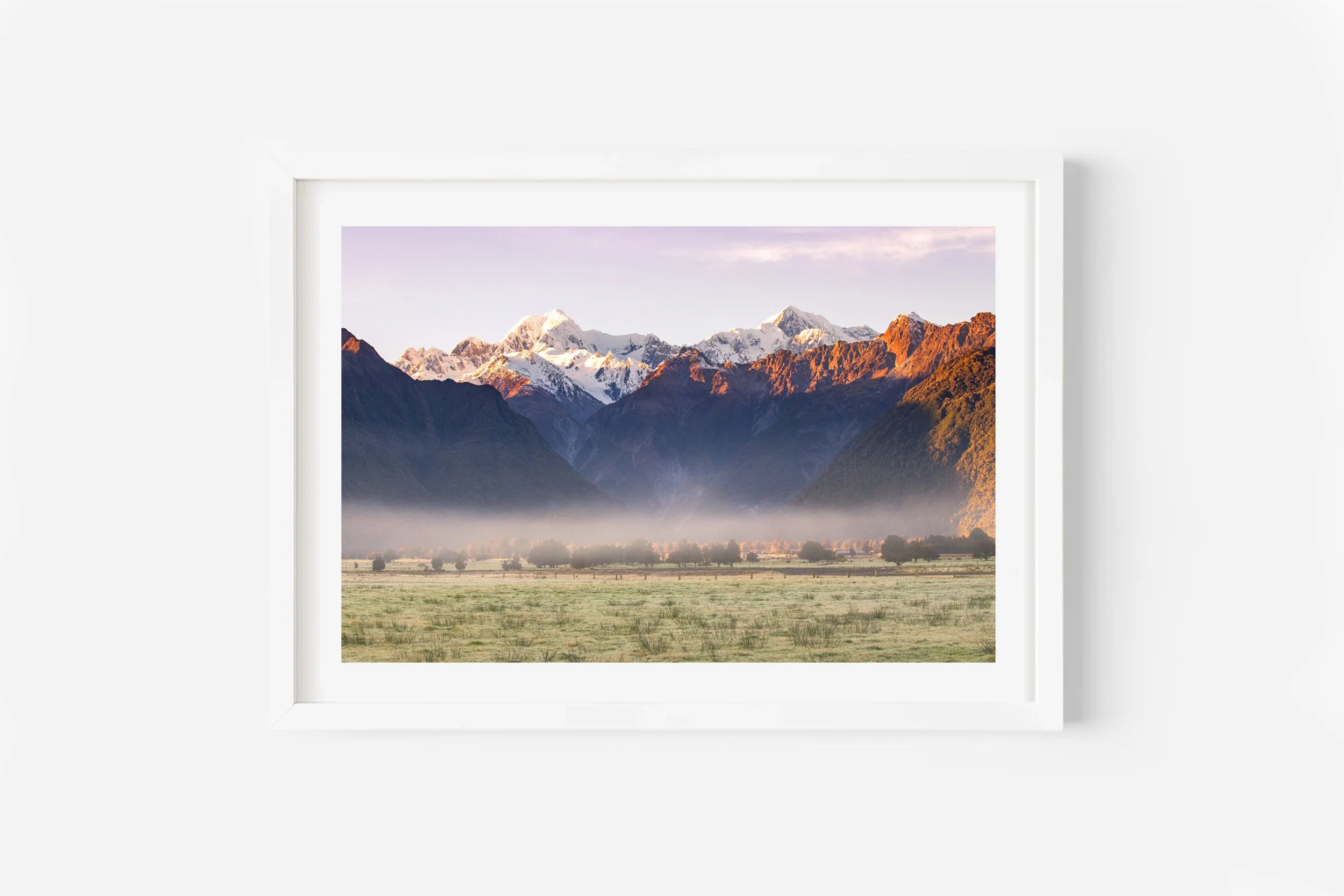 West Coast Cedar | New Zealand Landscape Photography | NZ Photo Prints