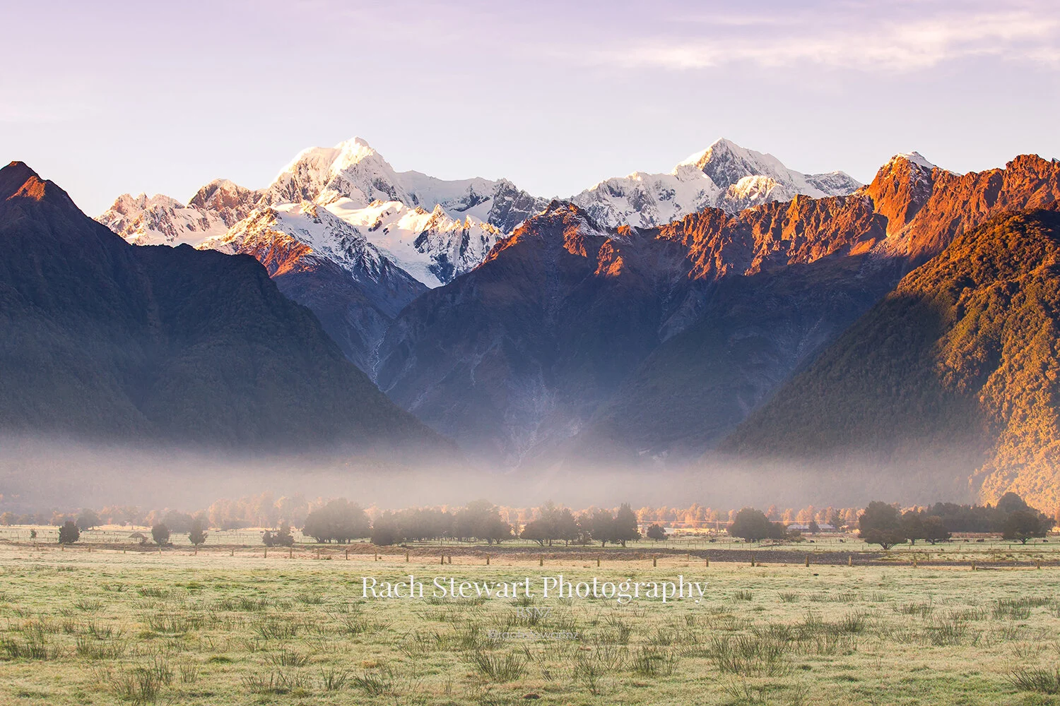 West Coast Cedar | New Zealand Landscape Photography | NZ Photo Prints