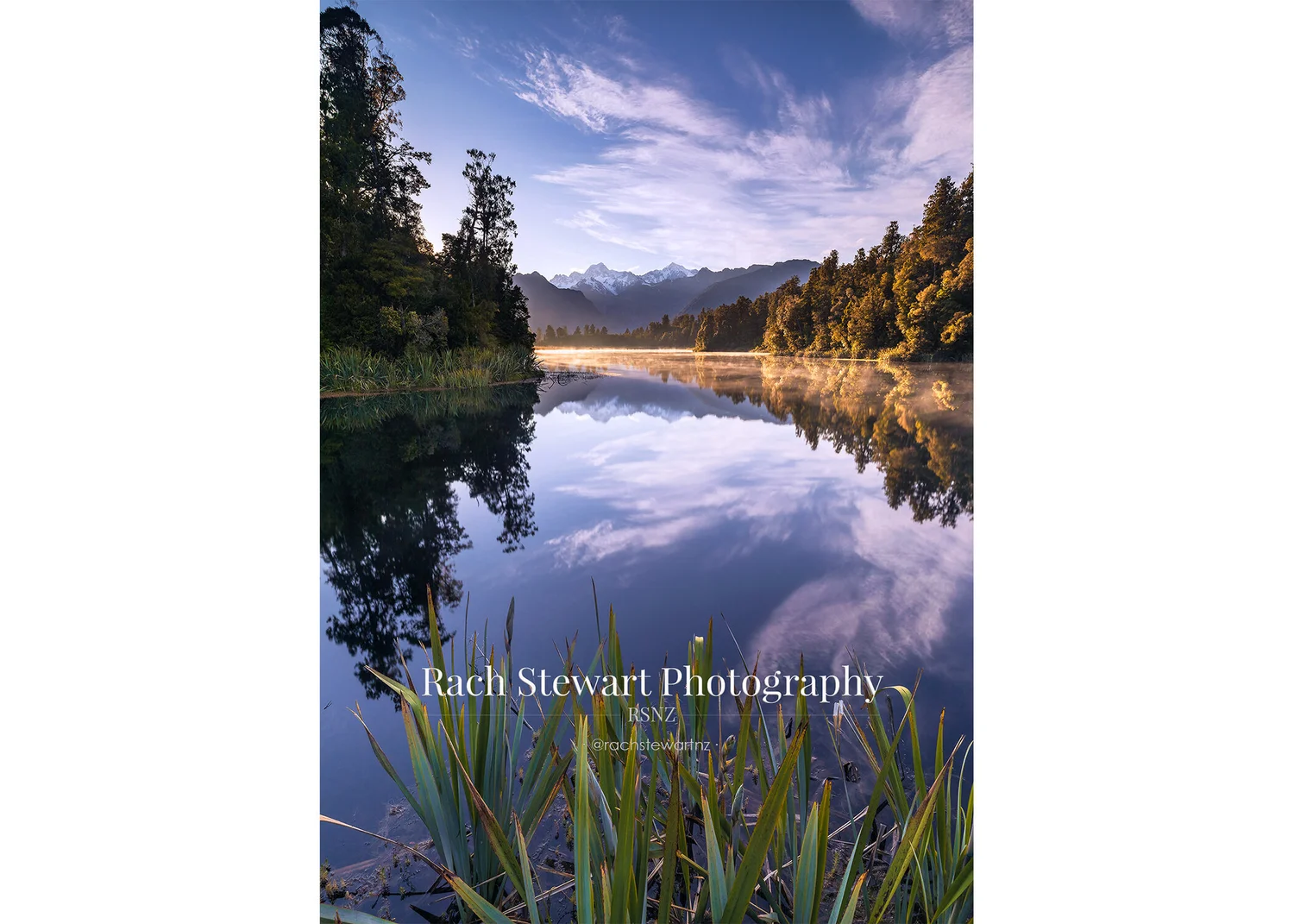 West Coast Cedar | New Zealand Landscape Photography | NZ Photo Prints