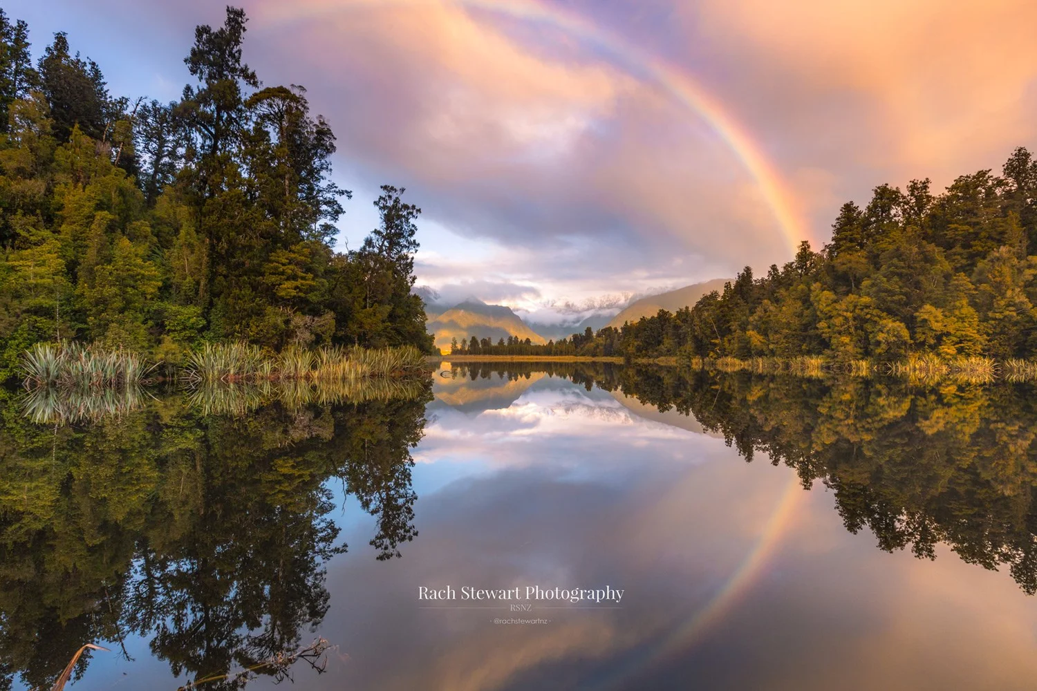 West Coast Cedar | New Zealand Landscape Photography | NZ Photo Prints