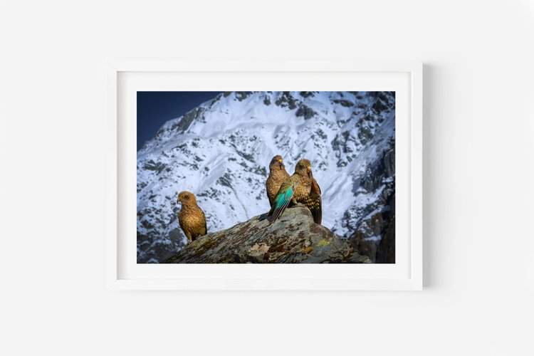 West Coast Cedar | New Zealand Landscape Photography | NZ Photo Prints