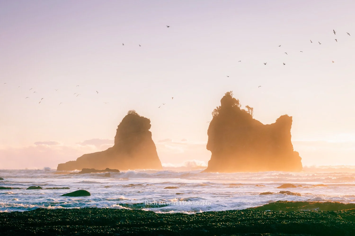 West Coast Cedar | New Zealand Landscape Photography | NZ Photo Prints