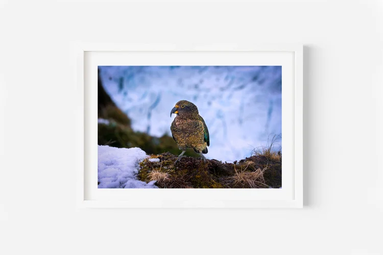 West Coast Cedar | New Zealand Landscape Photography | NZ Photo Prints