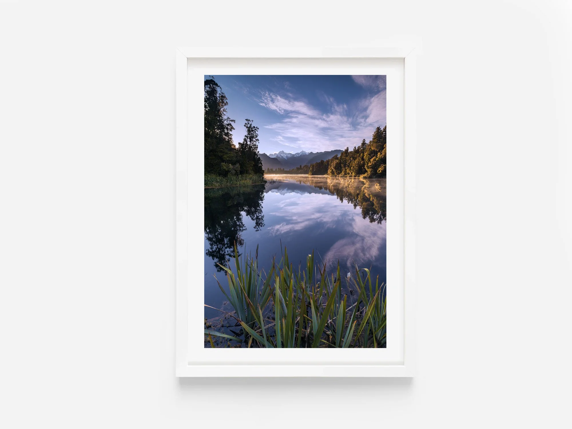 West Coast Cedar | New Zealand Landscape Photography | NZ Photo Prints